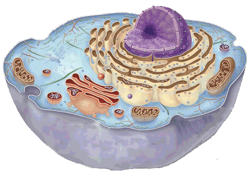 Animal Cell Functions